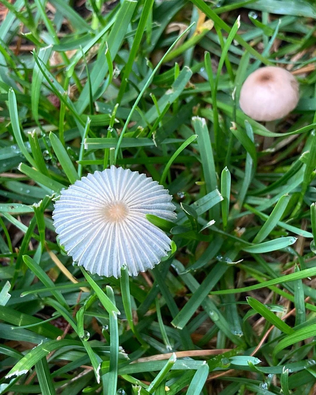 6/21/21: Zoom – Den of Positivity